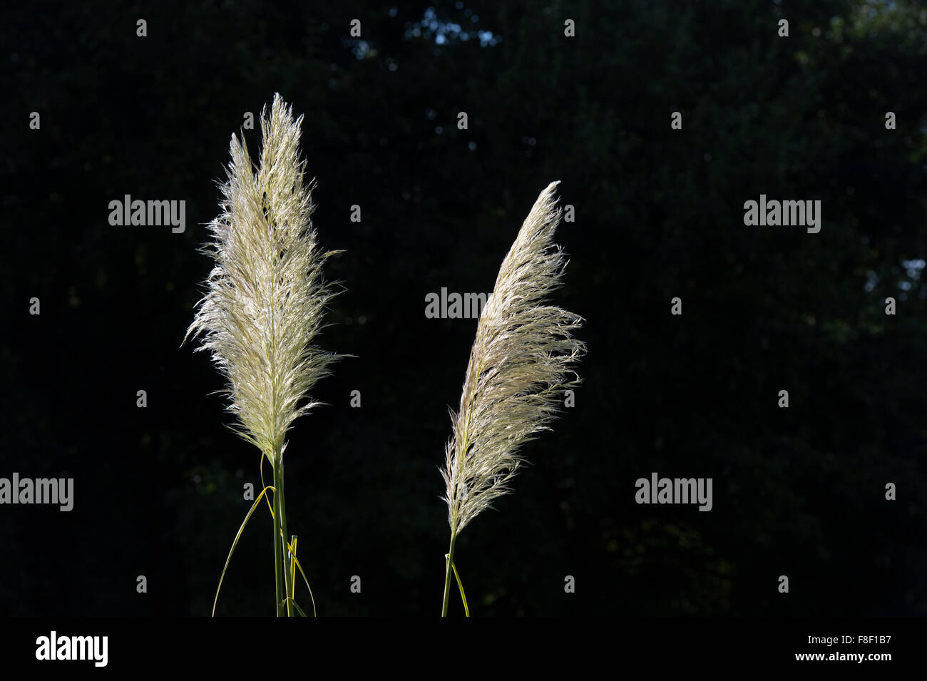 Cortaderia selloana 'Aureolineata' . Pampas grass 'Aureolineata ...