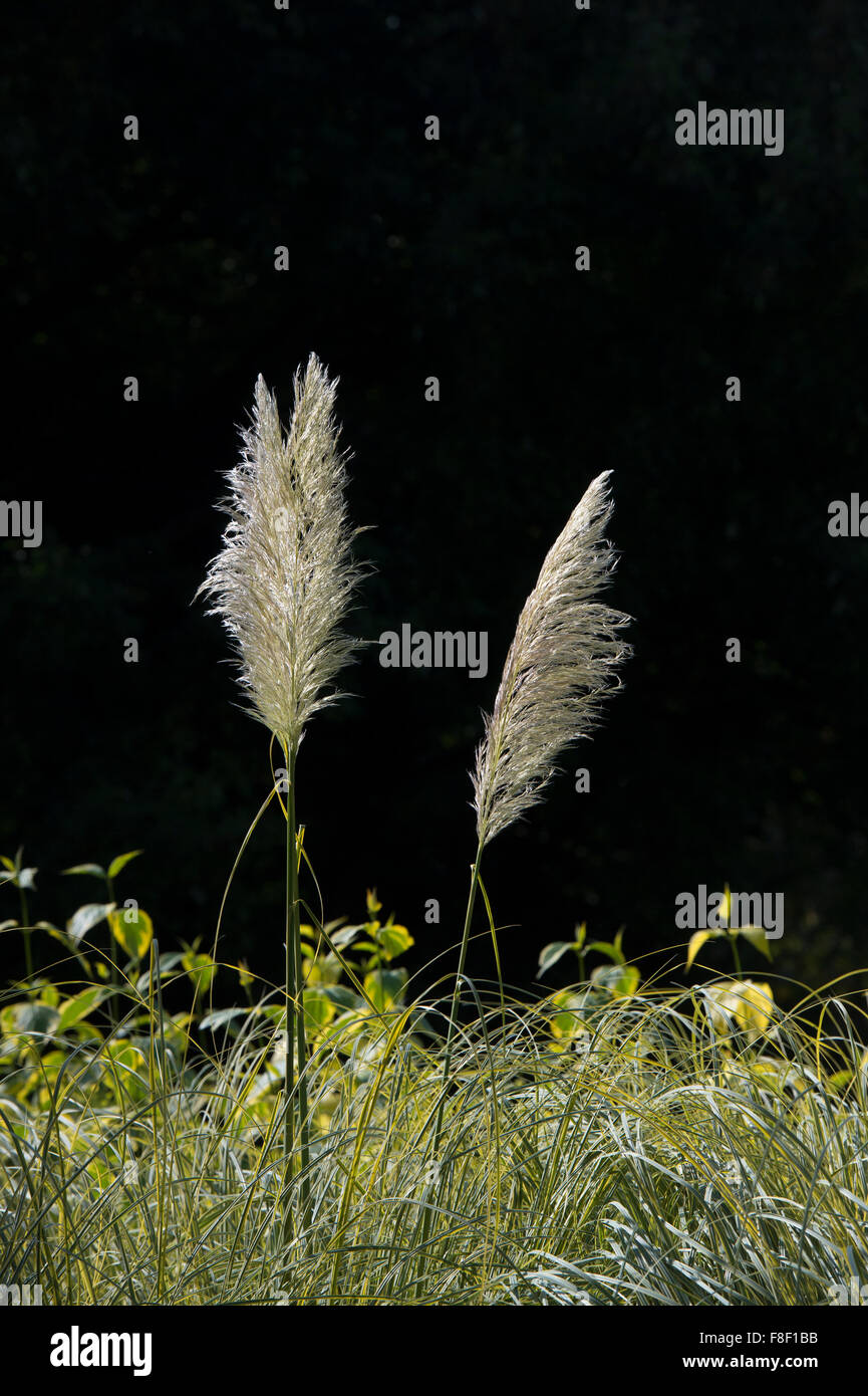 Cortaderia selloana 'Aureolineata' . Pampas grass 'Aureolineata ...