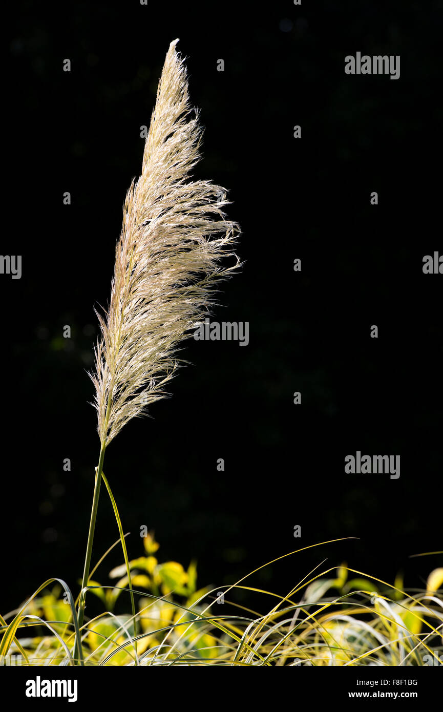 Cortaderia selloana 'Aureolineata' . Pampas grass 'Aureolineata ...