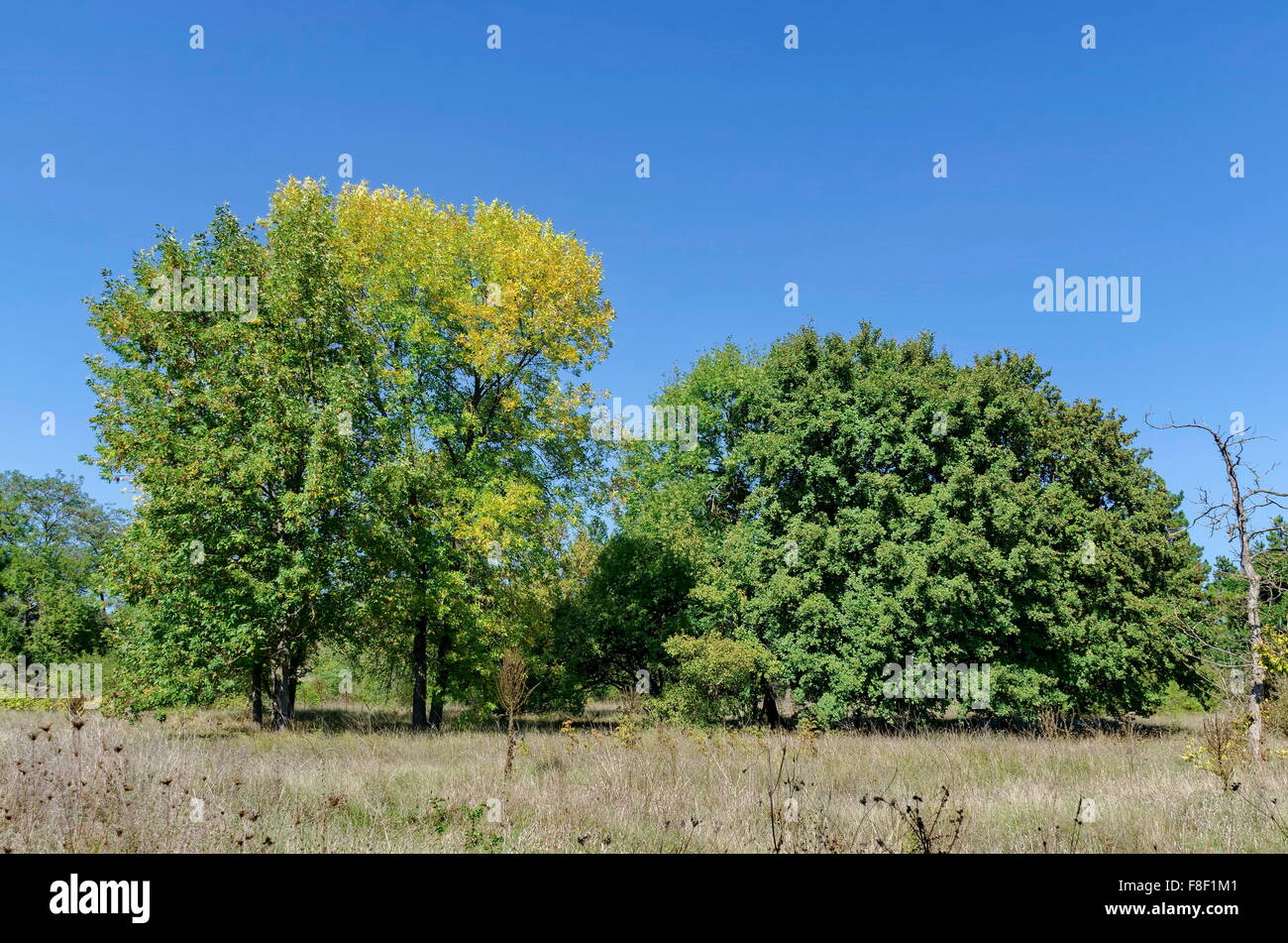 Group trees hi-res stock photography and images - Alamy