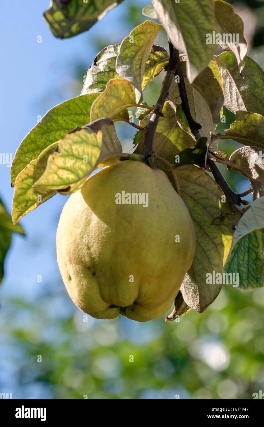Quince tree hi-res stock photography and images - Alamy