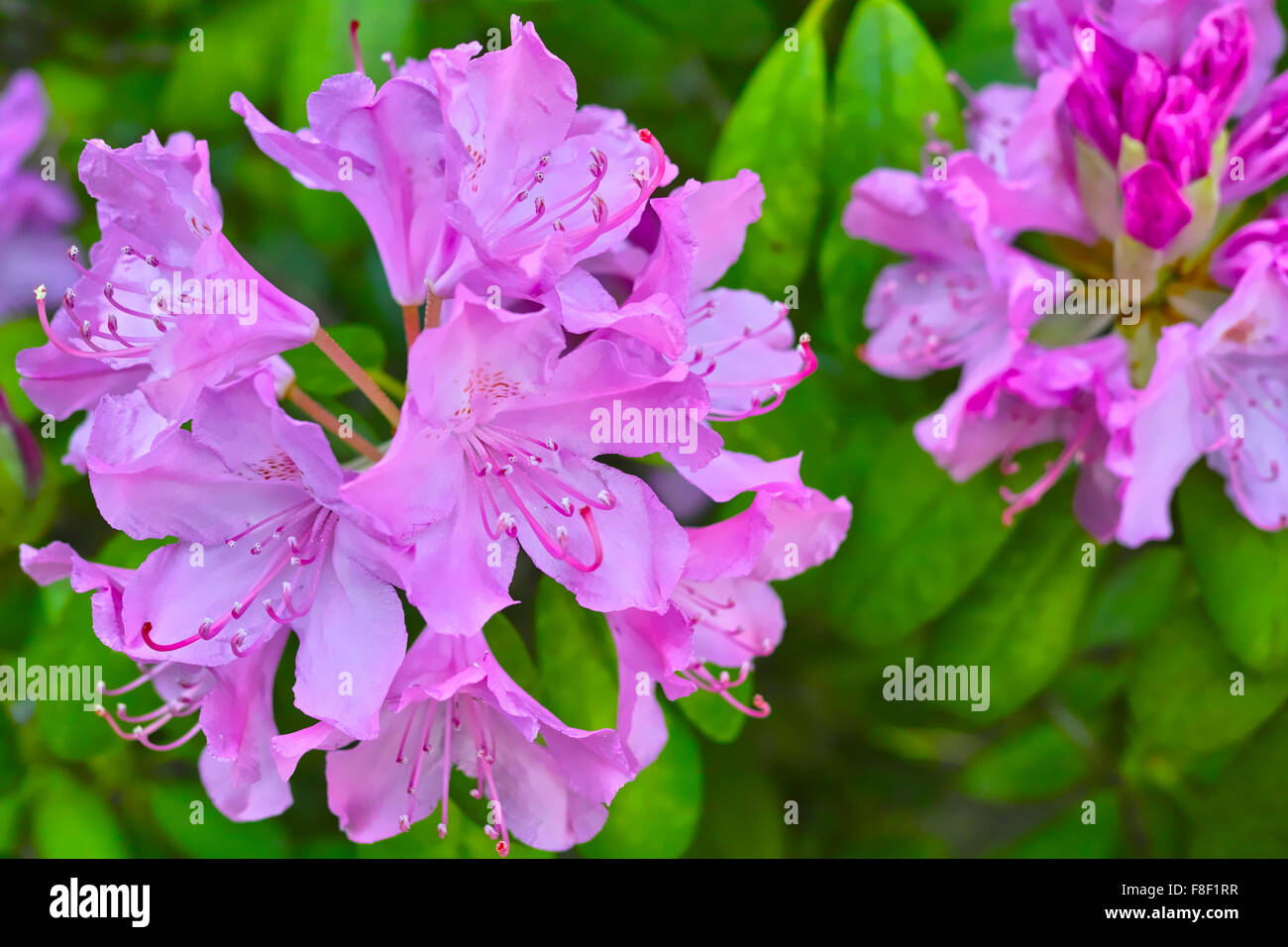 Deep pink flowering azalea hi-res stock photography and images - Alamy