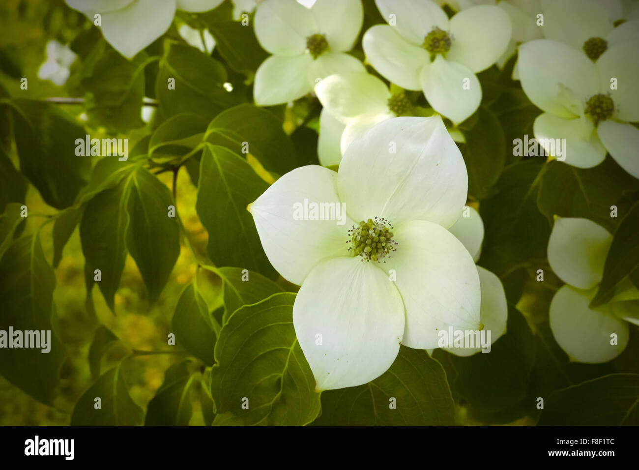 Kousa dogwood cornus kousa hi-res stock photography and images - Alamy