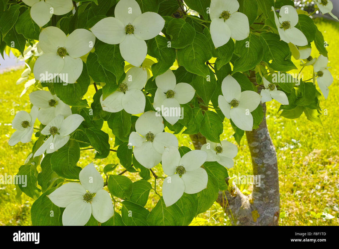 Flowers of the Kousa Dogwood, Cornus kousa Stock Photo - Alamy