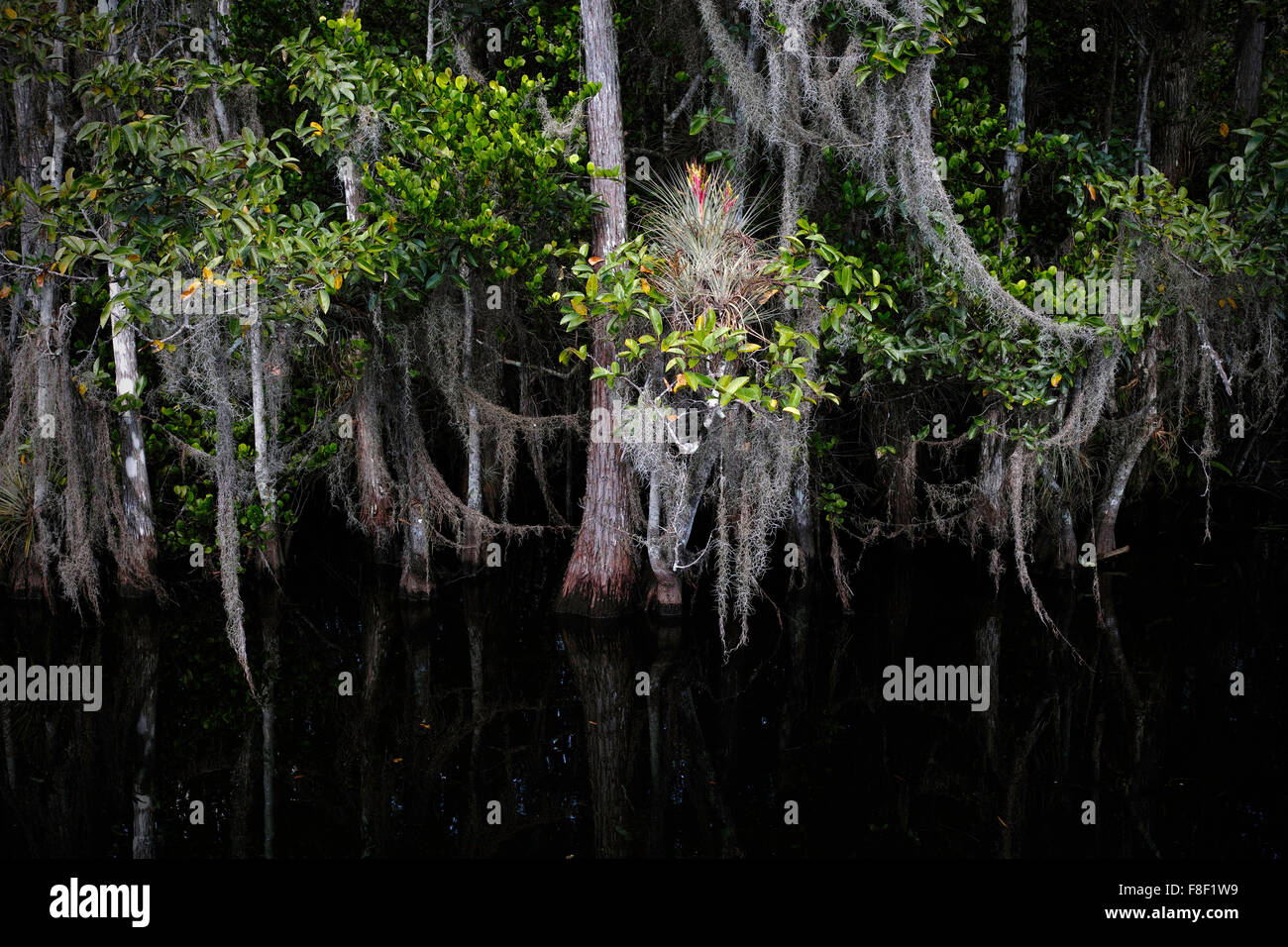 Everglades n hi-res stock photography and images - Alamy