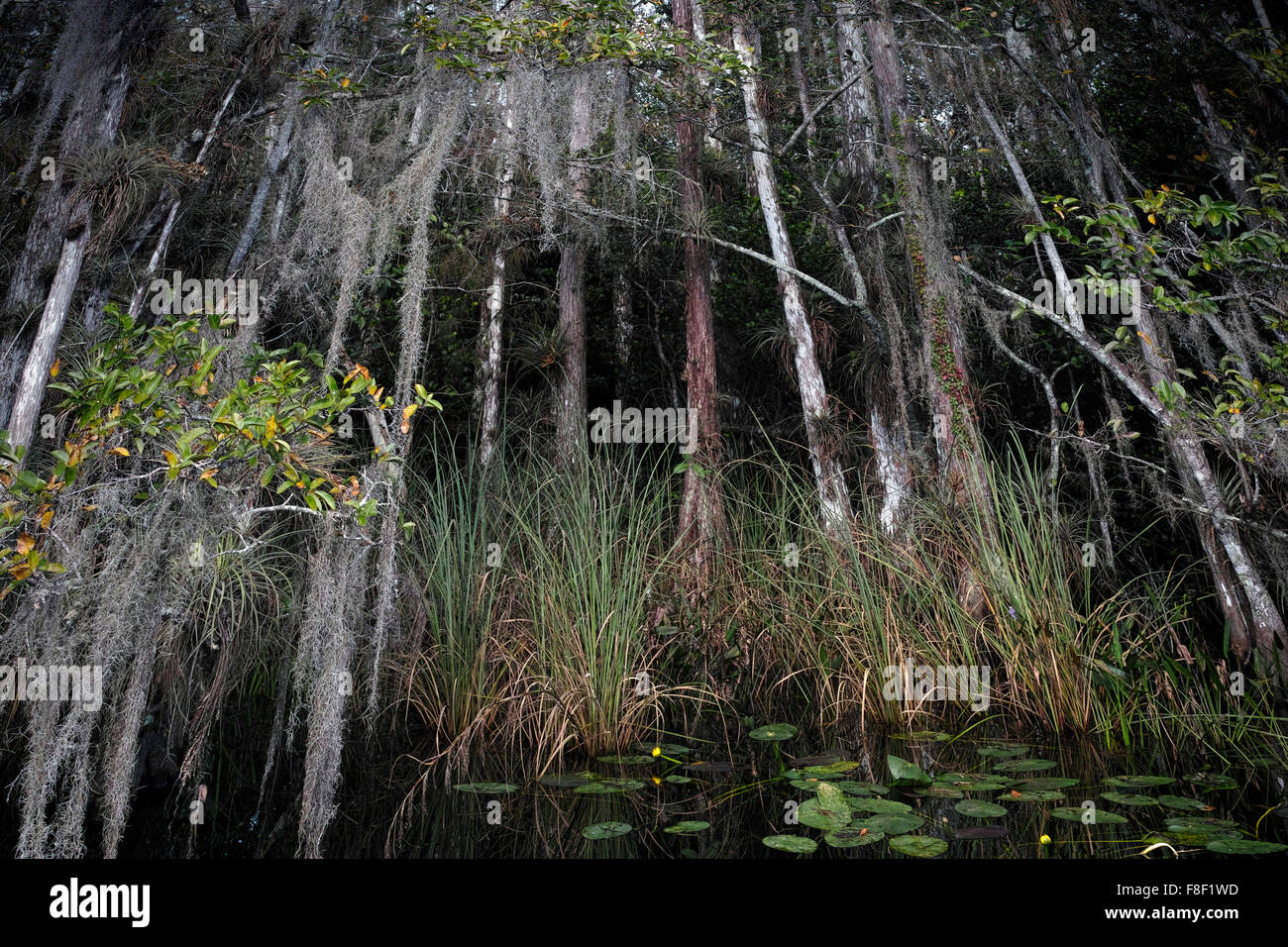Florida swamp landscape, Everglades N.P. USA Stock Photo - Alamy
