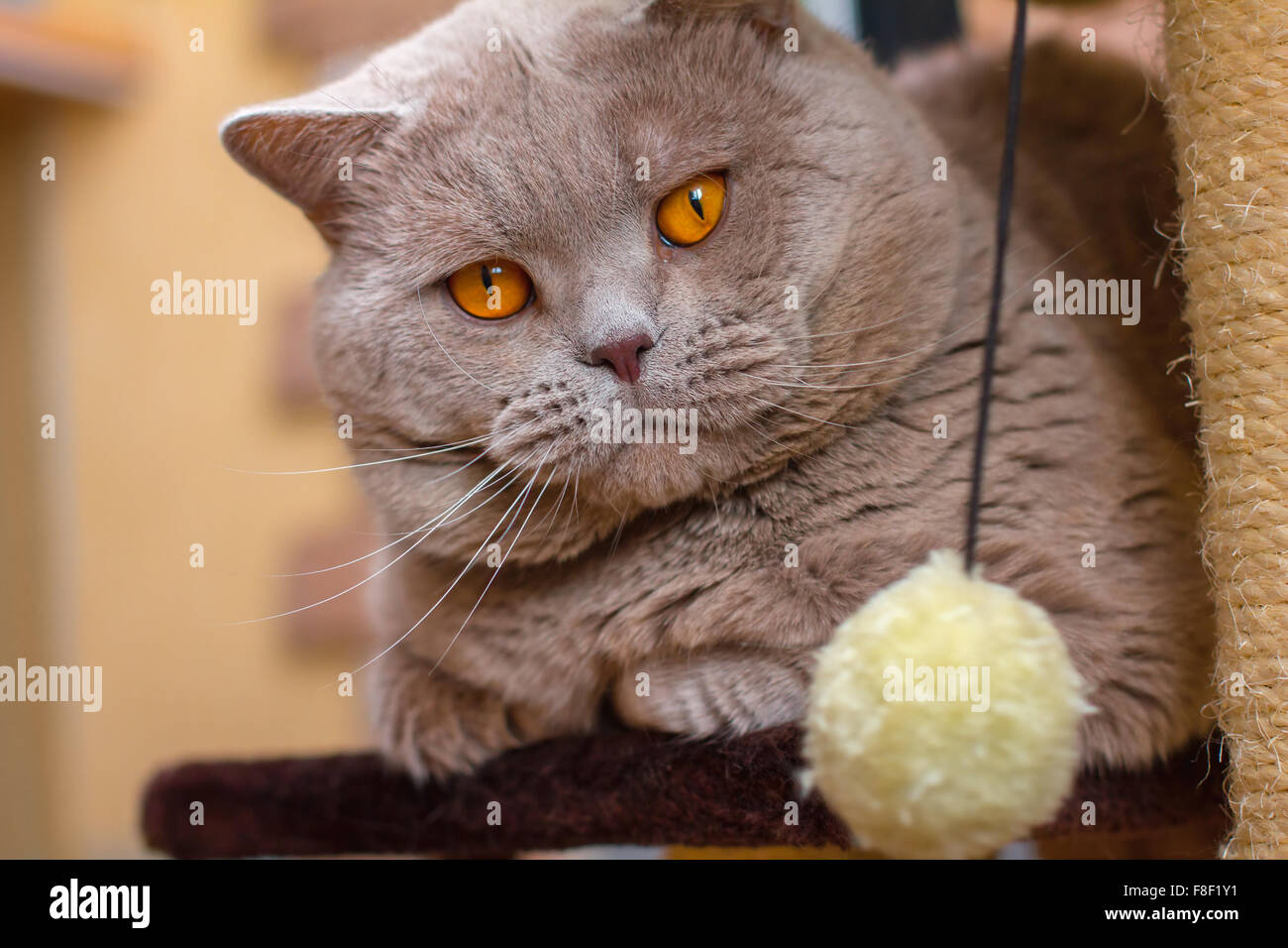 close-up portrait British shorthair lilac cat Stock Photo - Alamy