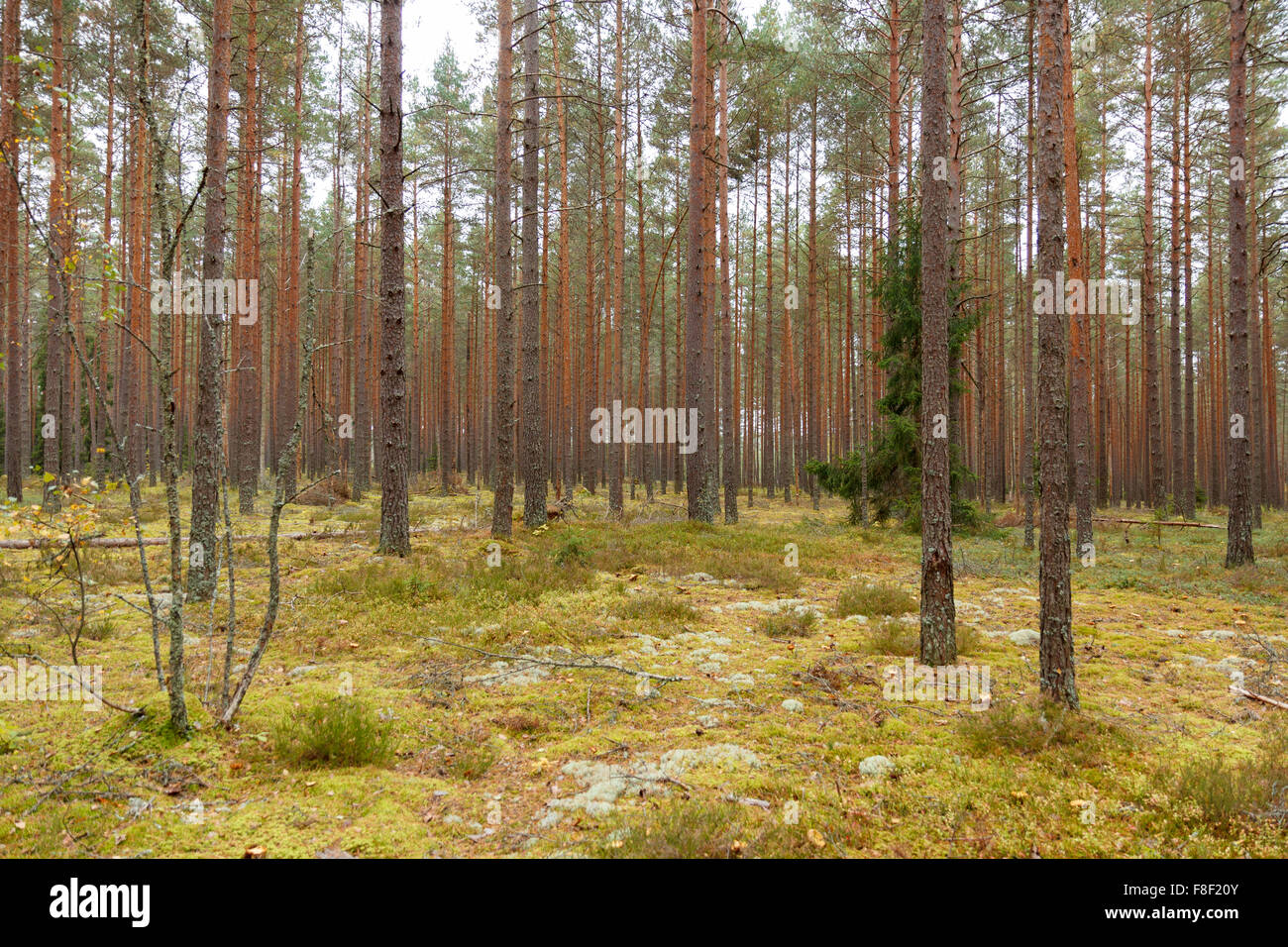 Pine forest scene Stock Photo - Alamy