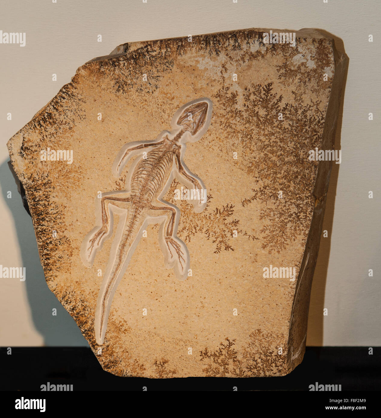 Diapsid reptile skull hi-res stock photography and images - Alamy