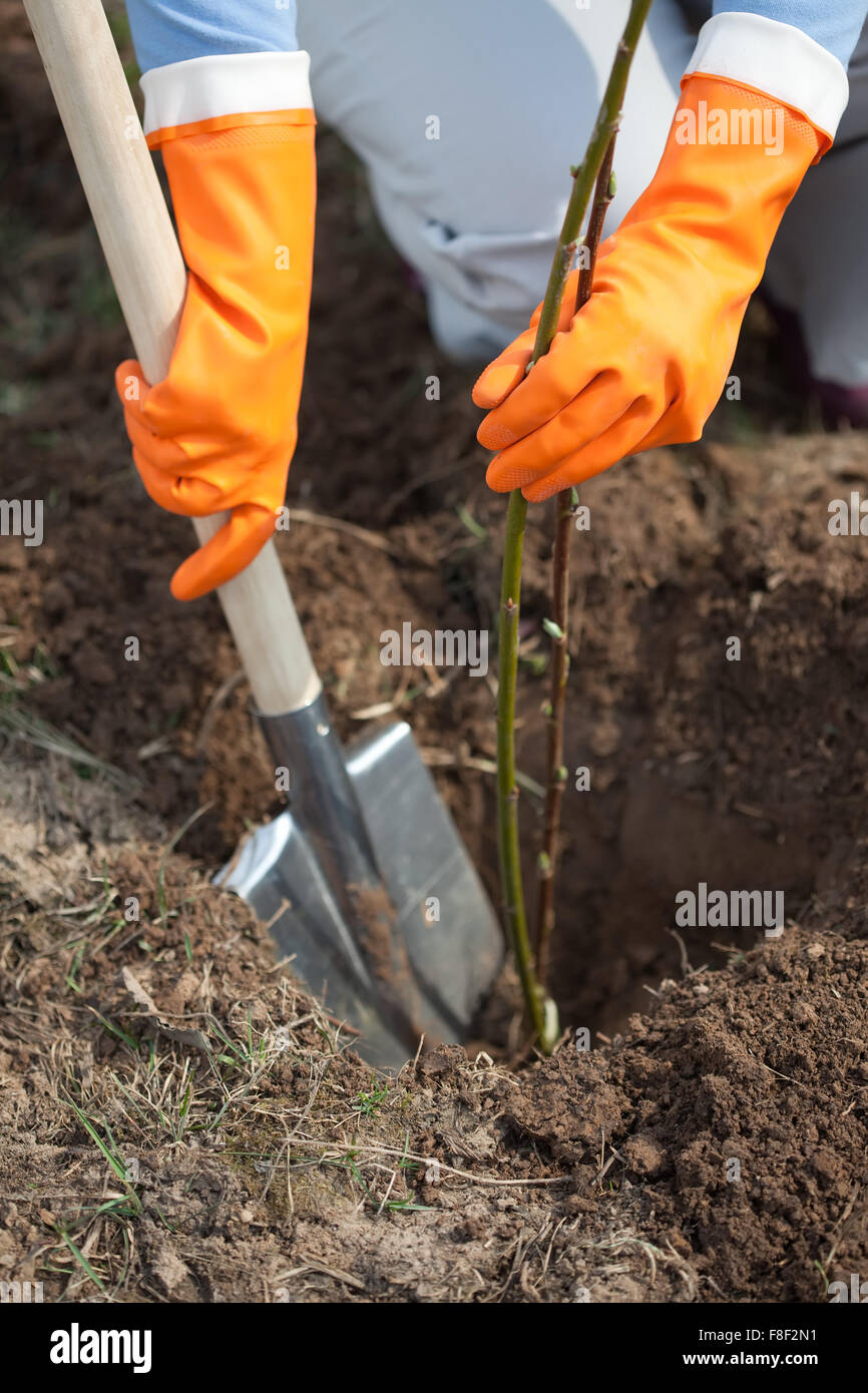 Farmer replanting plant seedling farm hi-res stock photography and ...