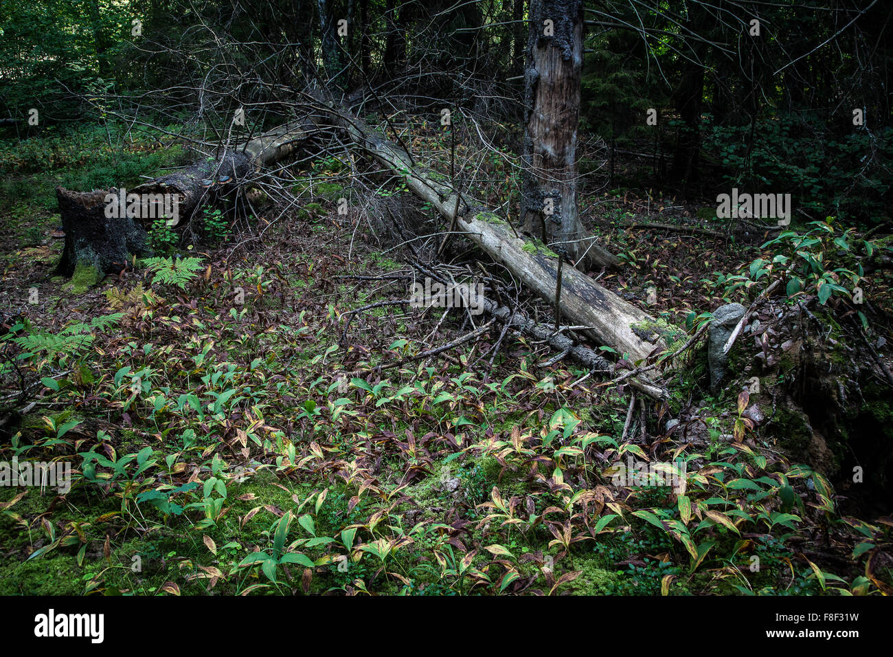 Inside forest, Stockholm, Sweden Stock Photo - Alamy