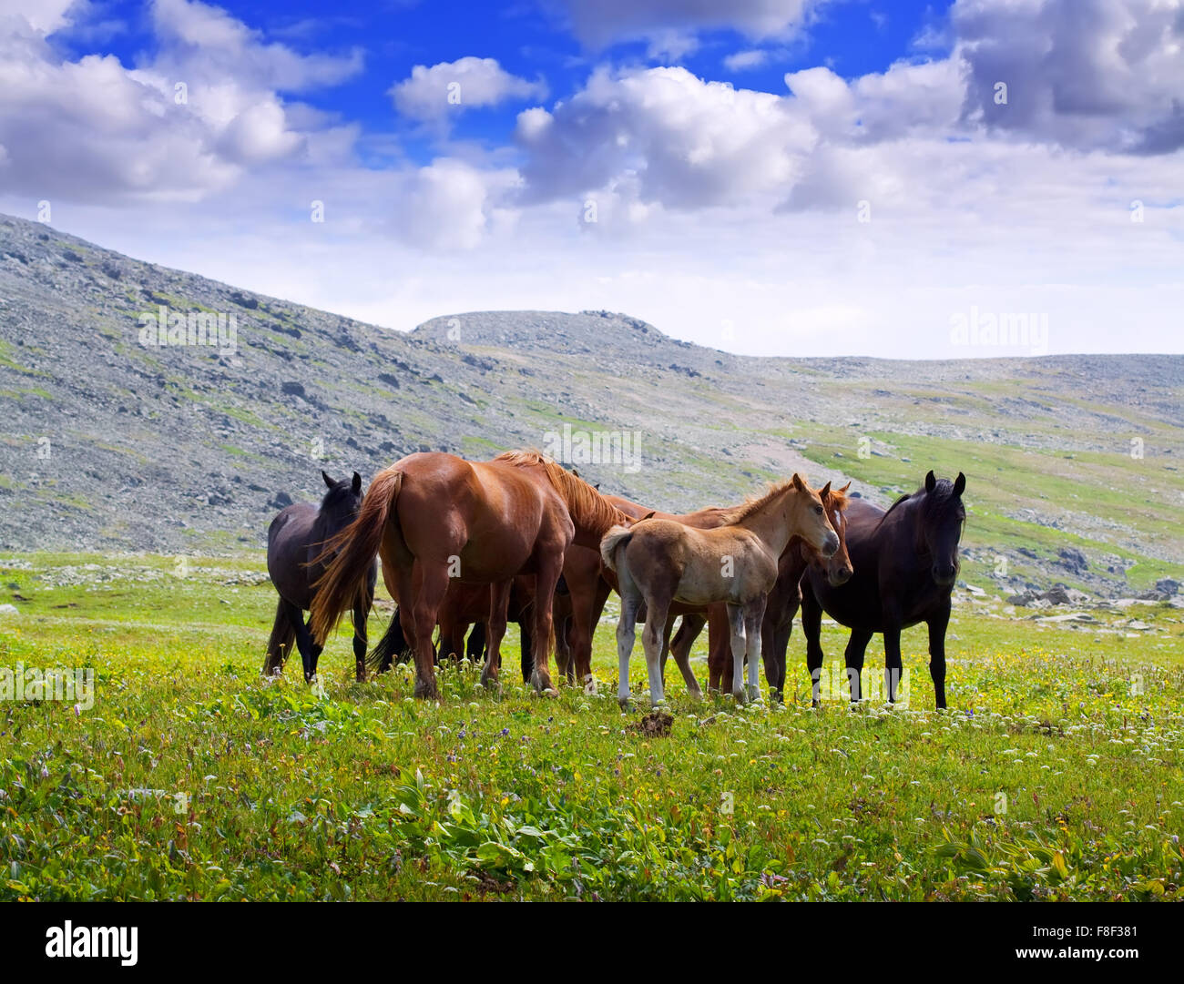 mountains landscape with herd of horses. Altai, Siberia Stock Photo - Alamy