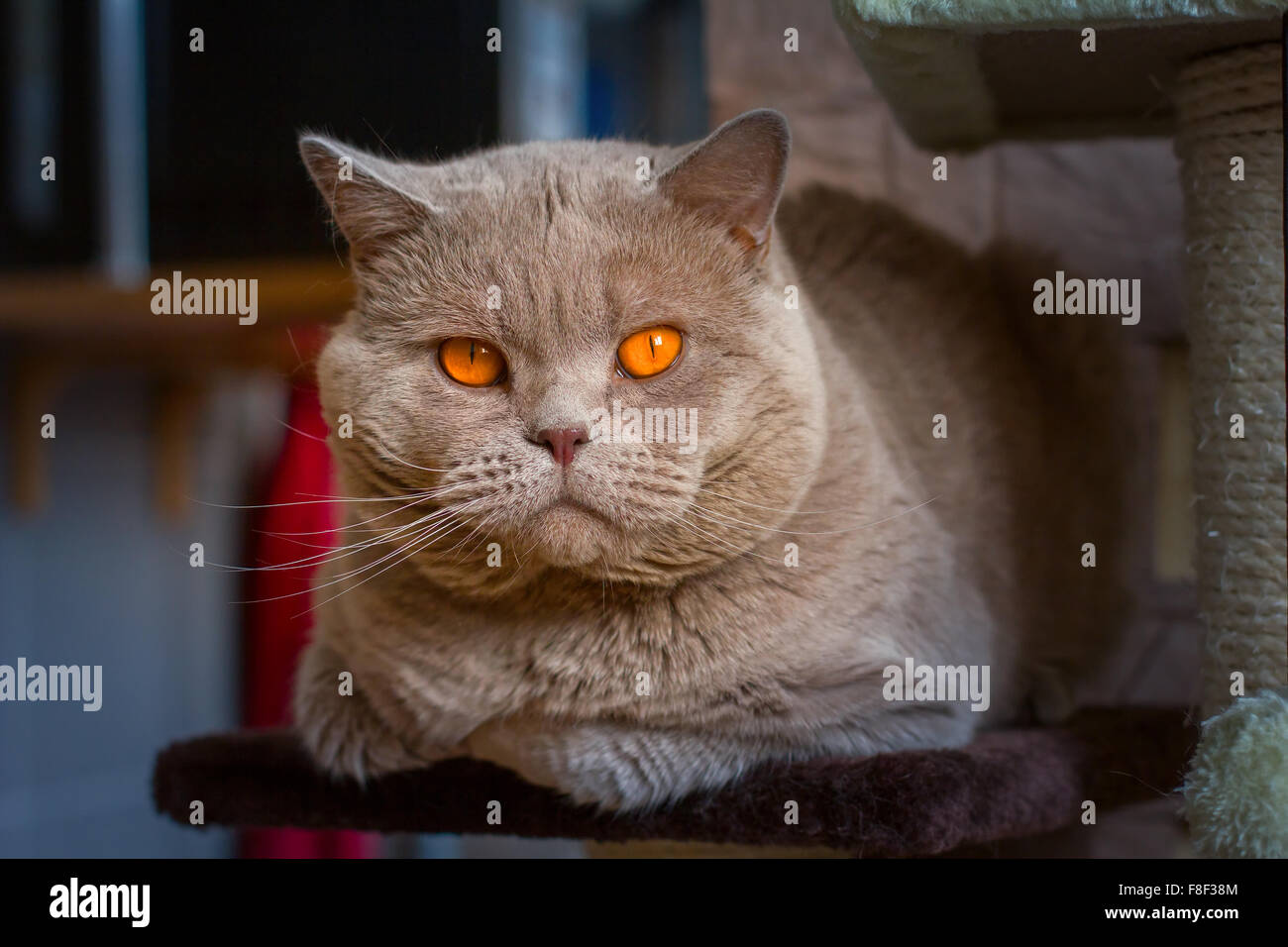 close-up portrait British shorthair lilac cat Stock Photo - Alamy