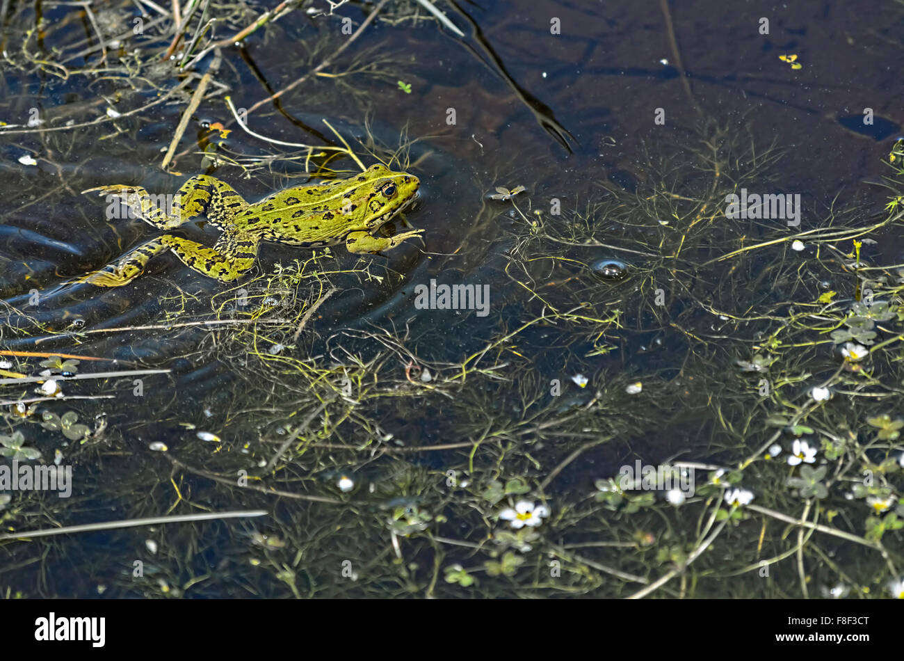Pelophylax perezi. Beautiful green frog is swimming at pond between ...