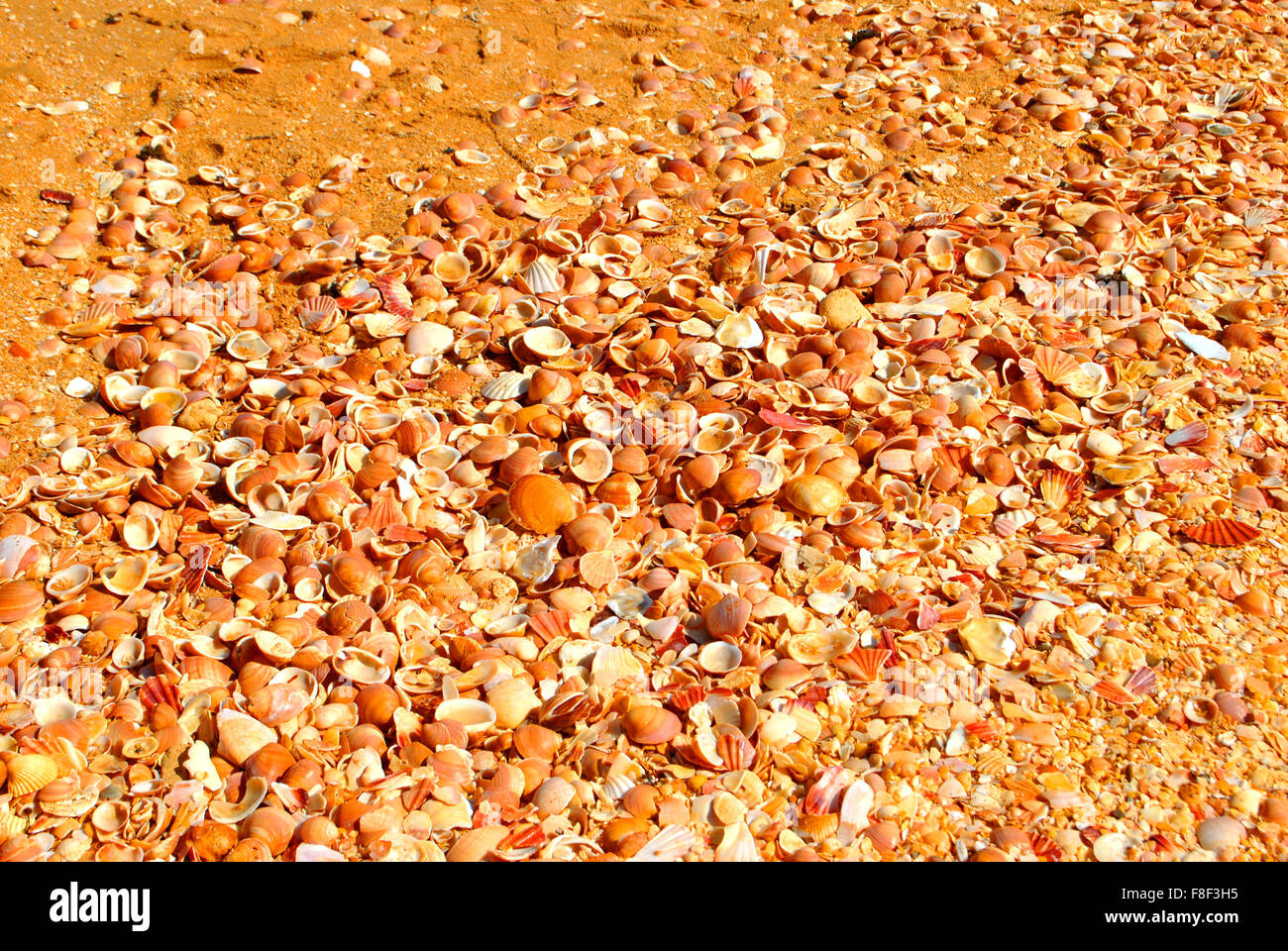 Benagil Beach shells on the Algarve coast Stock Photo - Alamy