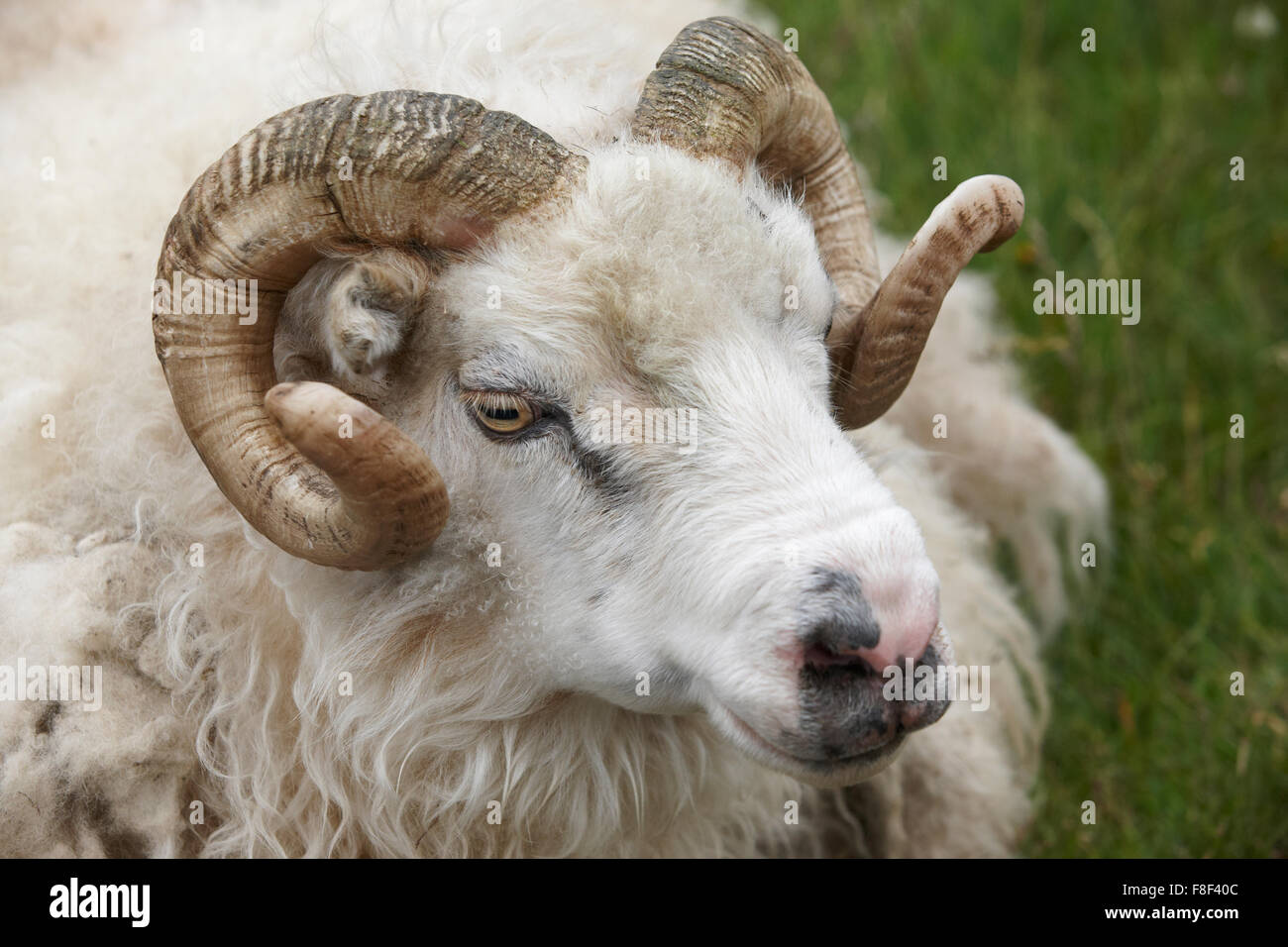 Closeup of one Icelandic Big Horn Sheep Stock Photo - Alamy