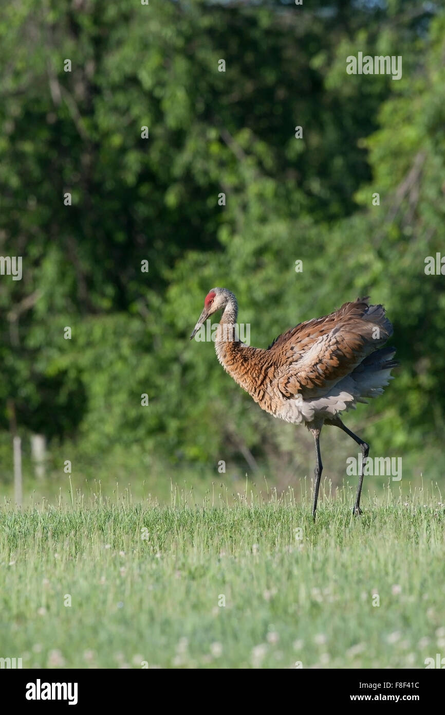 Sandhill crane ruffles its feathers Stock Photo - Alamy