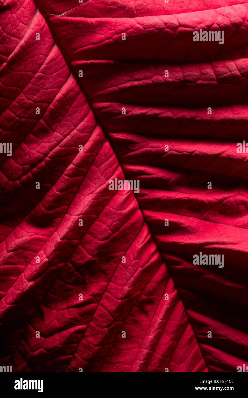 Red leaf texture hi-res stock photography and images - Alamy