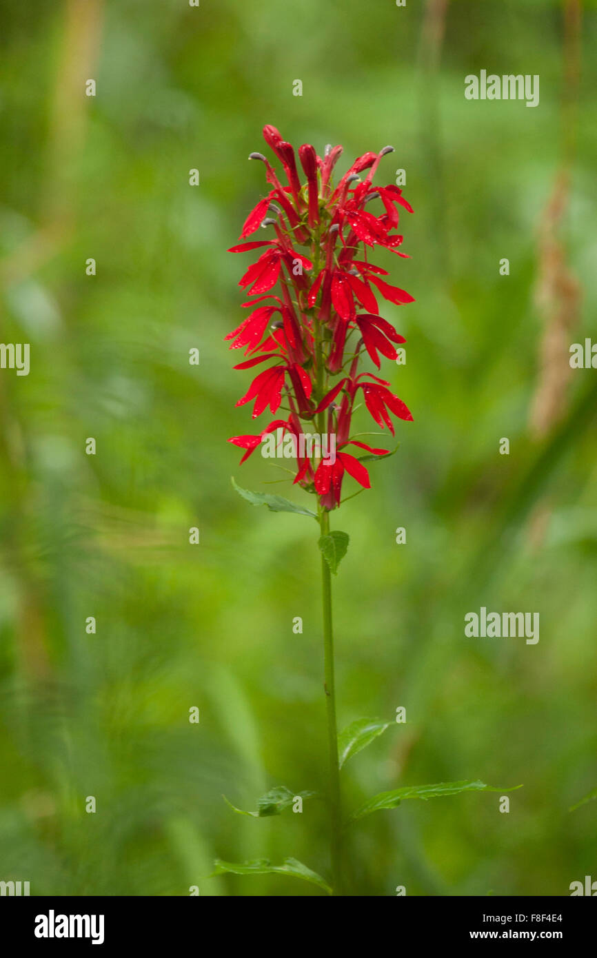 Cardinal flower red lobelia hi-res stock photography and images - Alamy