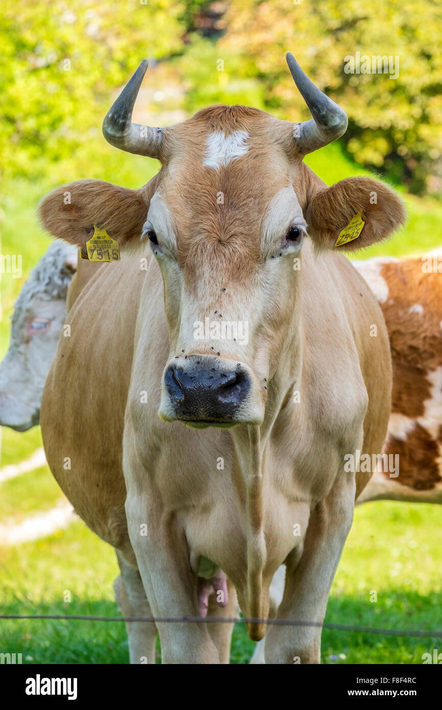 Cows at Loski Potok, Slovenia Stock Photo - Alamy