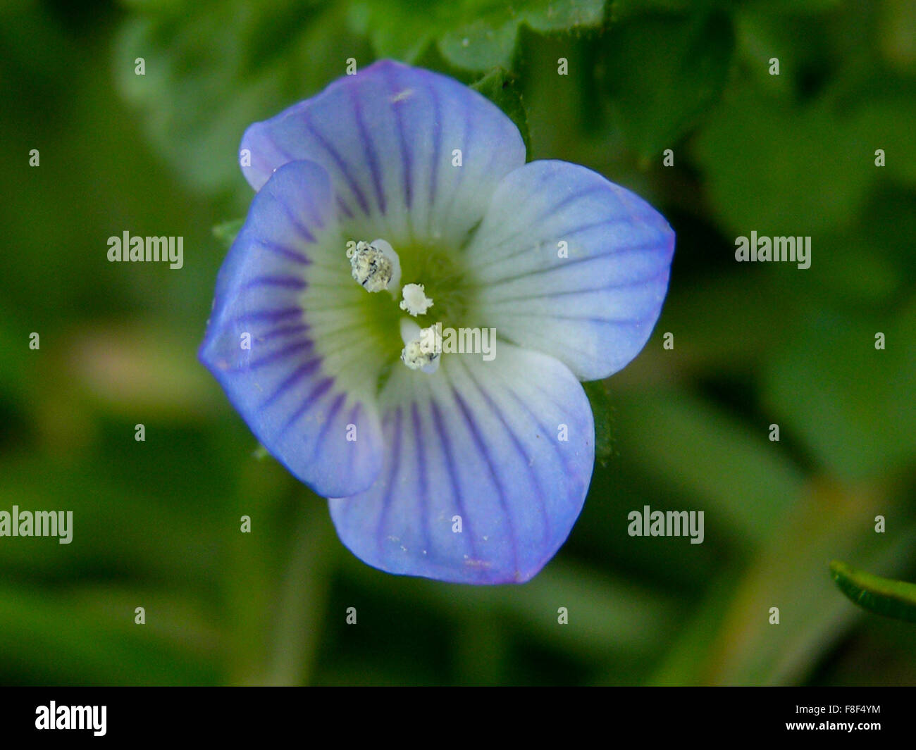 Blooming Fresh Colored Flower Stock Photo - Alamy