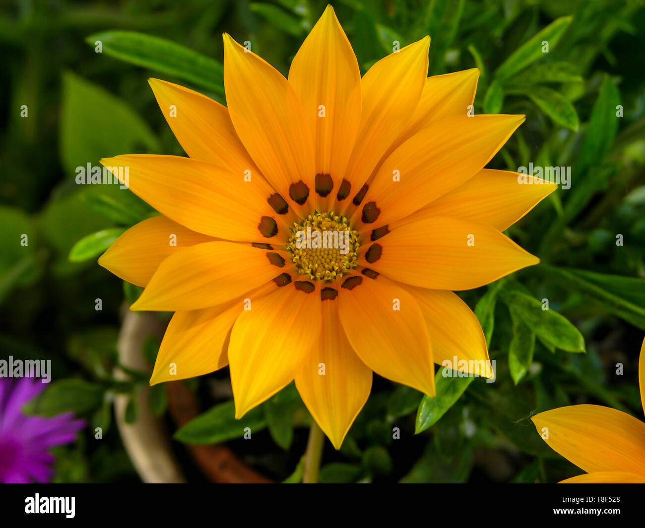 Blooming Fresh Colored Flower Stock Photo - Alamy