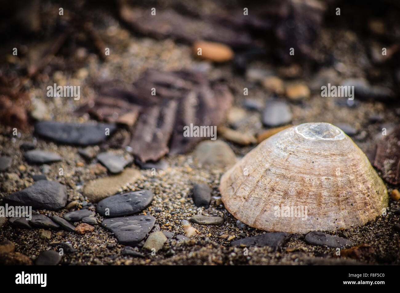 Limpet shell hi-res stock photography and images - Alamy