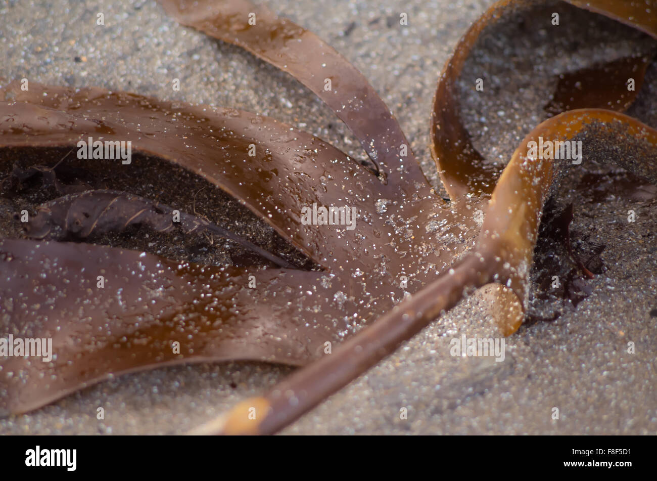Kelp on Sandy Beach, Close-up Stock Photo - Alamy