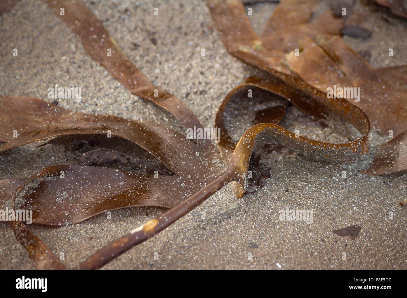 Kelp on the beach hi-res stock photography and images - Alamy