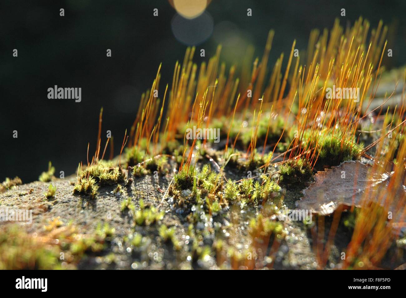 Moss in sunlight Stock Photo - Alamy