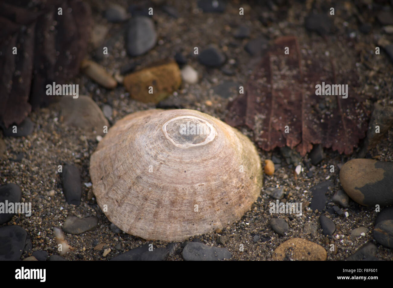 Common Limpet Shell [Patella vulgata] on Sandy Beach Stock Photo - Alamy