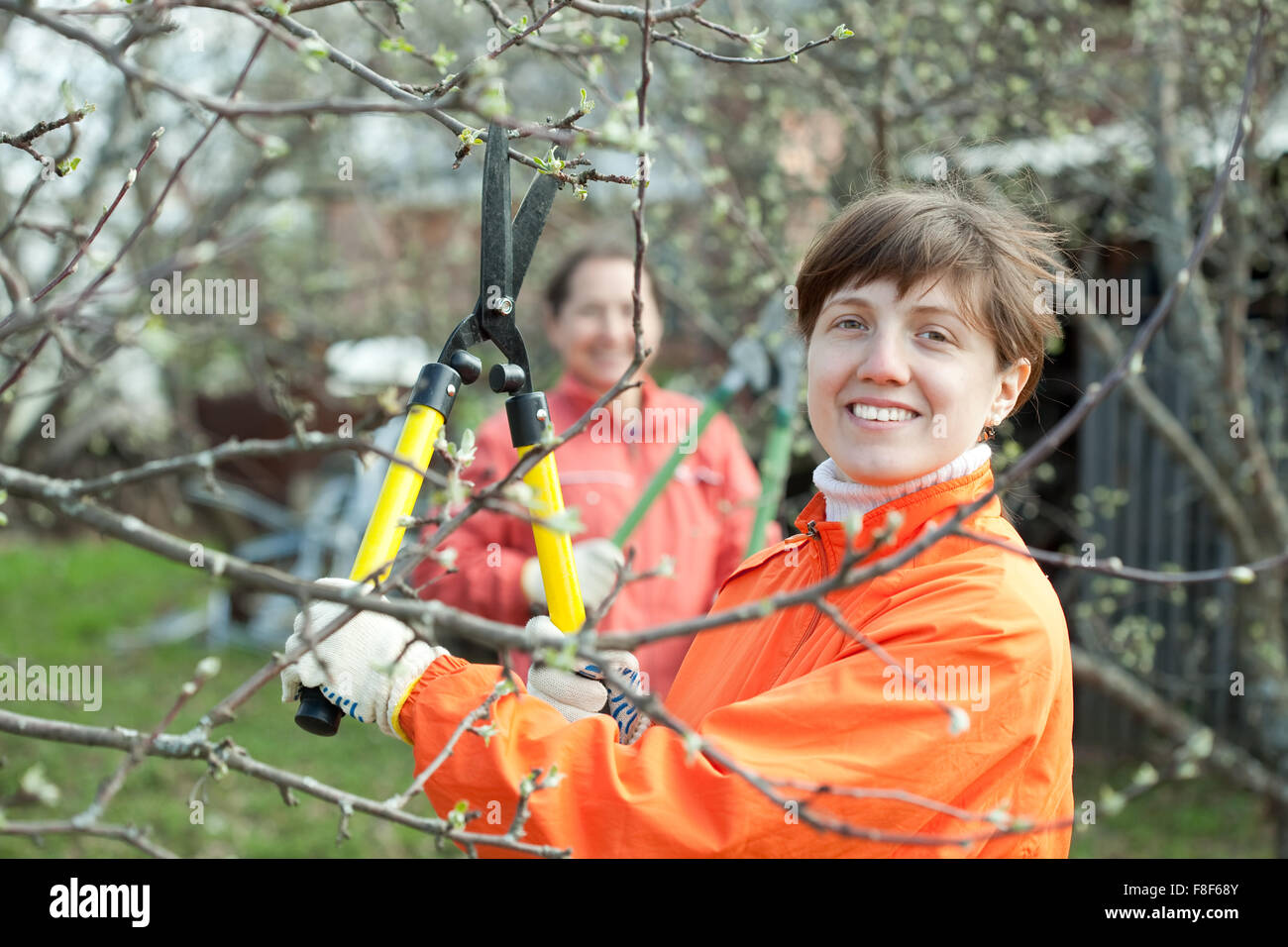 Two women pruning apple tree in the orchard Stock Photo - Alamy