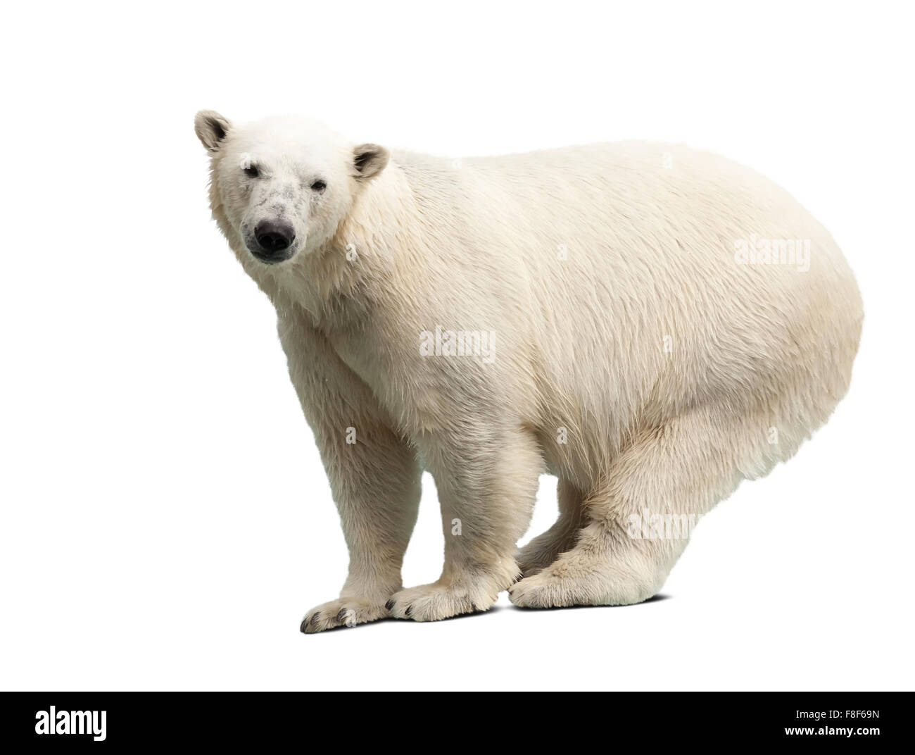 polar bear over white background with shadows Stock Photo - Alamy