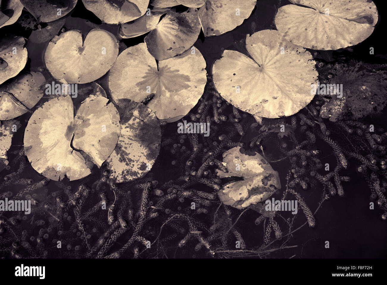 Background image water lily hi-res stock photography and images - Alamy