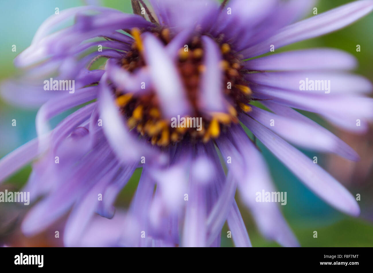 wild purple aster flower Stock Photo - Alamy