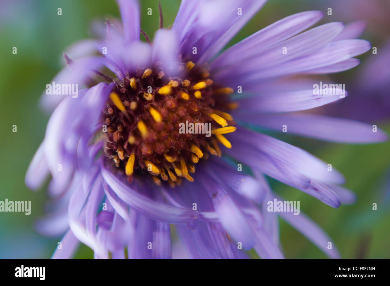 Aster flower purple hi-res stock photography and images - Alamy