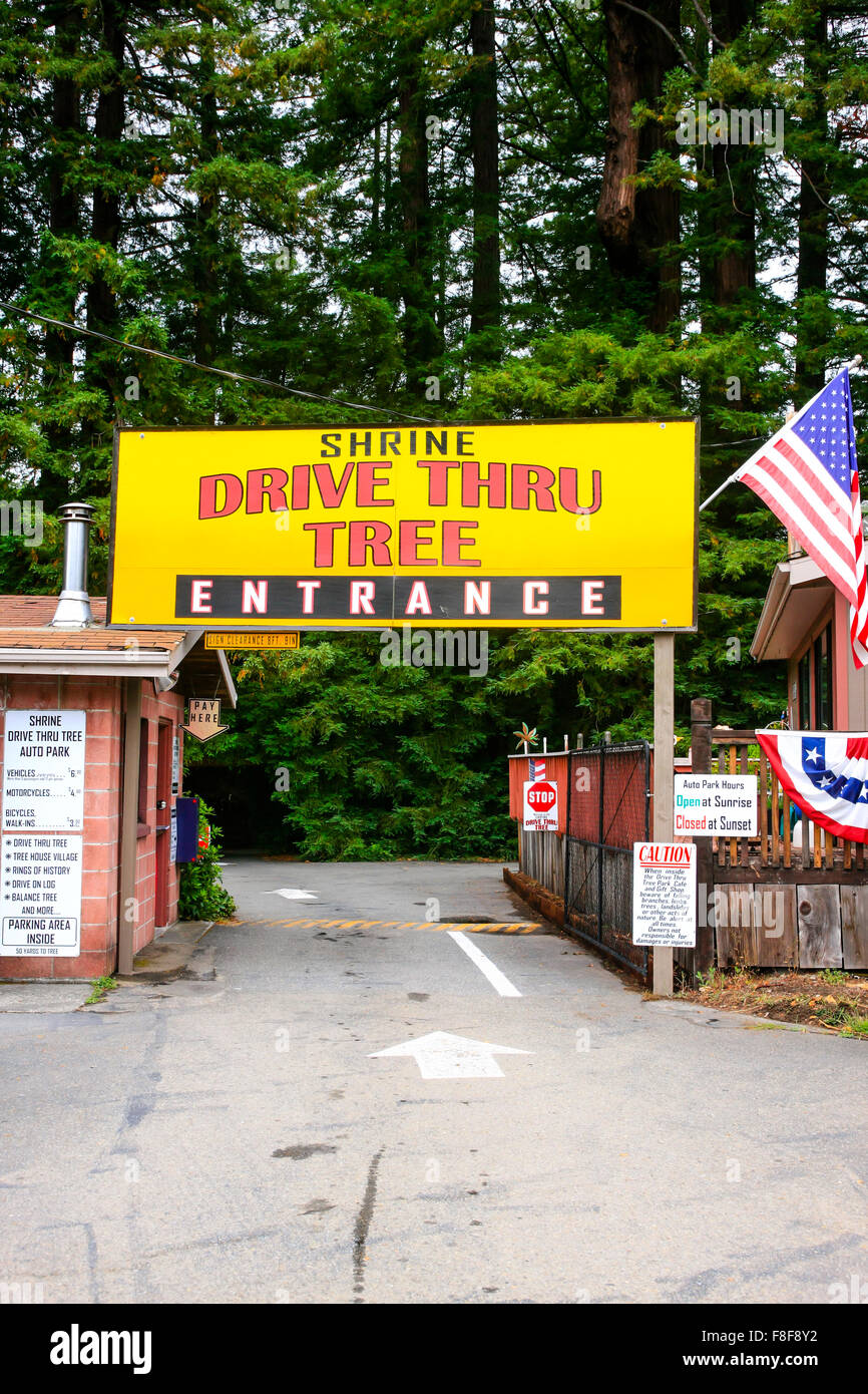 The shrine tree redwoods hi-res stock photography and images - Alamy