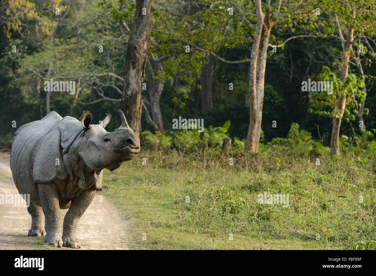 Greater One-horned Rhino at kaziranga Stock Photo - Alamy
