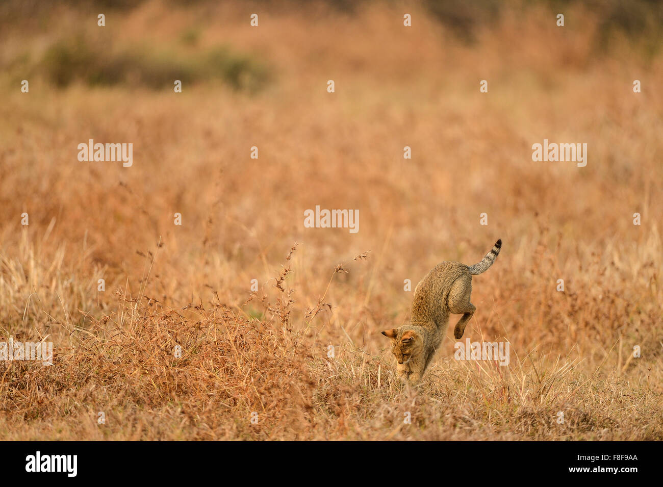 Jungle Cat hunting food Stock Photo - Alamy
