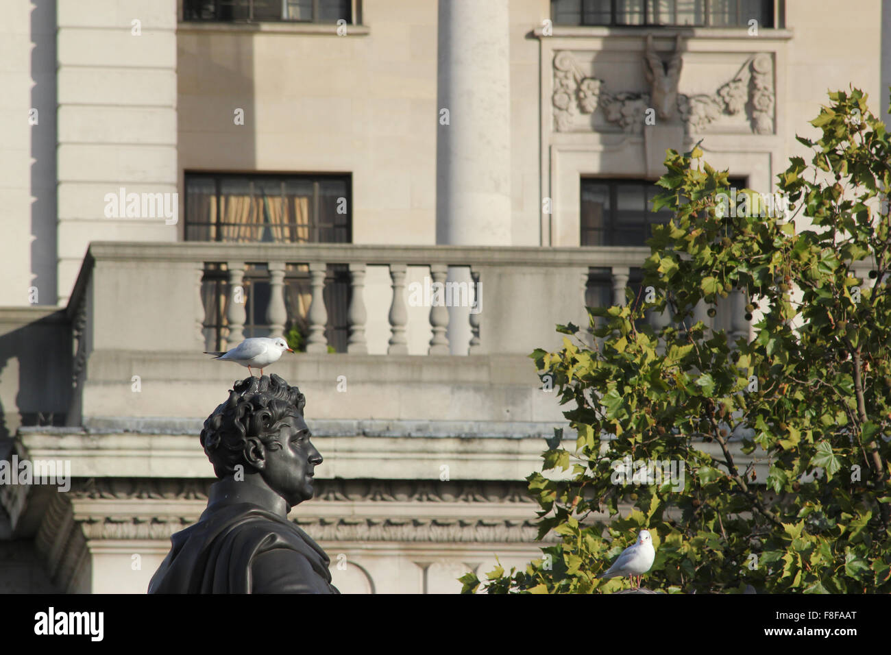Bird on statue in trafalgar square Stock Photo - Alamy