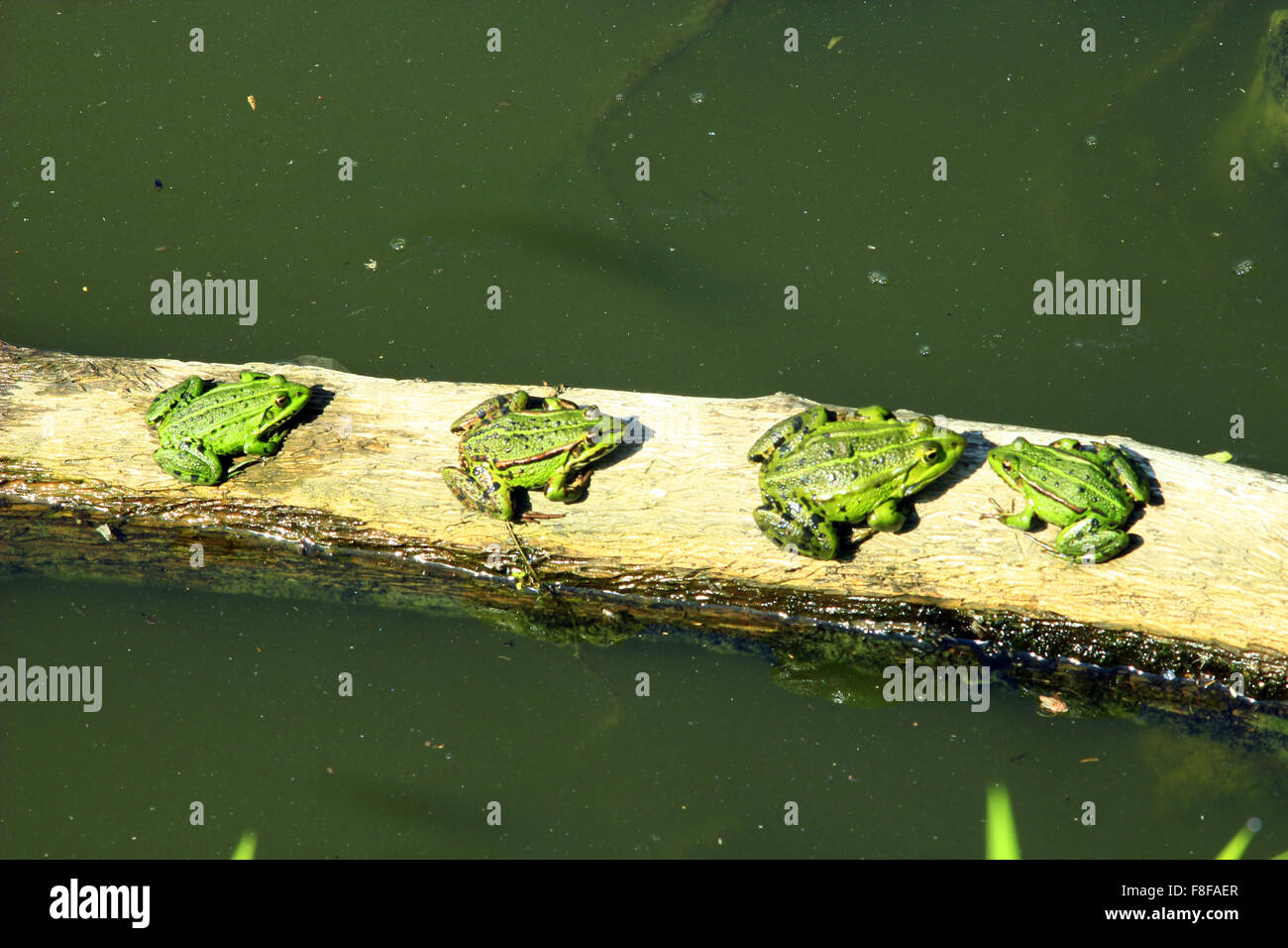 four pool frogs sit in row by the river Stock Photo - Alamy