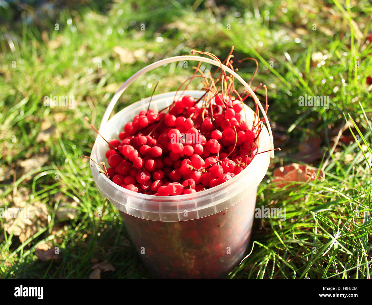 red and ripe berries of schisandra in the bucket on the grass Stock ...
