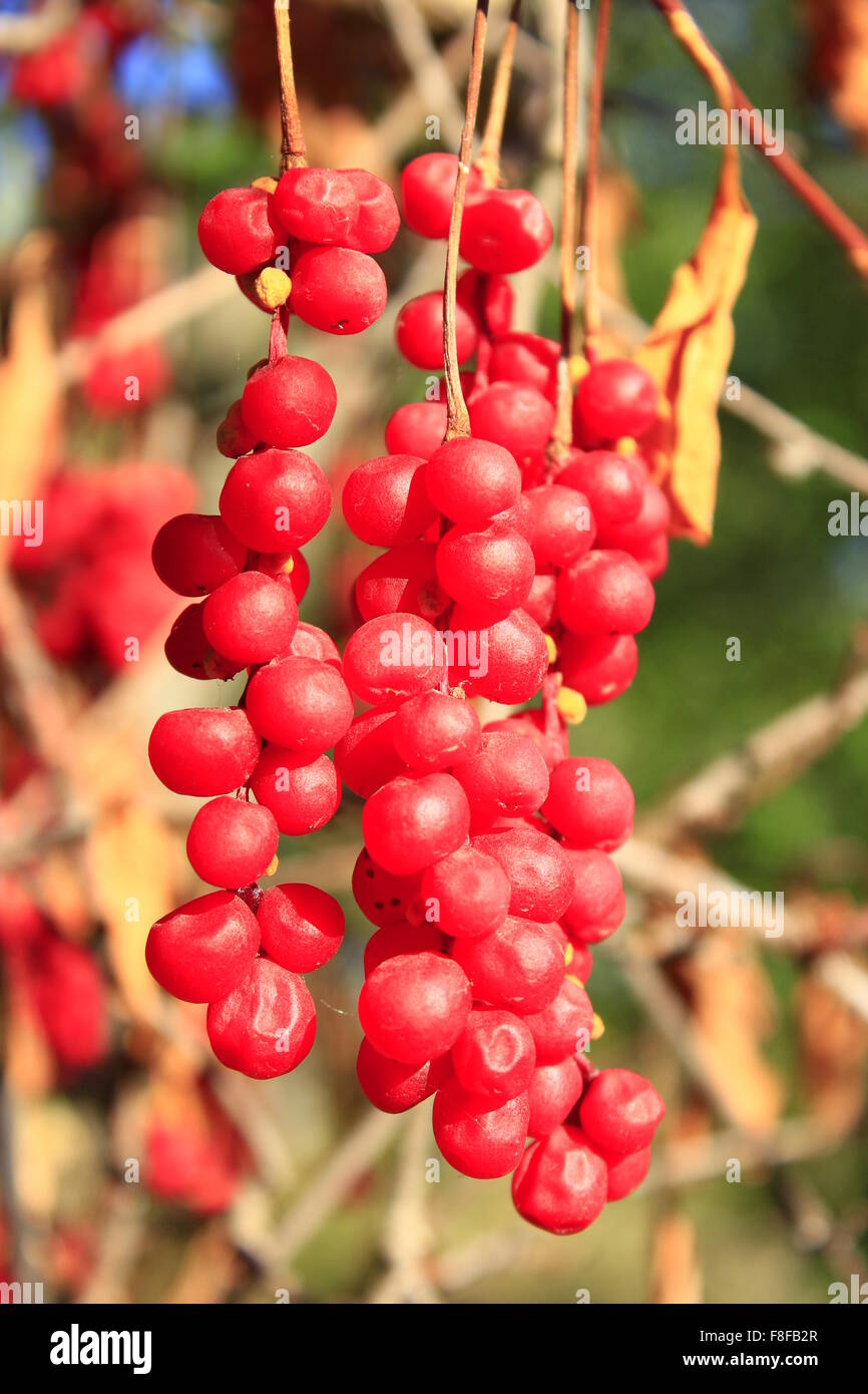 Schisandra hi-res stock photography and images - Alamy