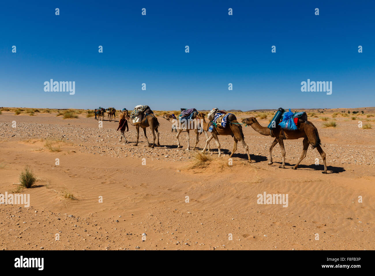 camel caravan going through the desert Stock Photo - Alamy