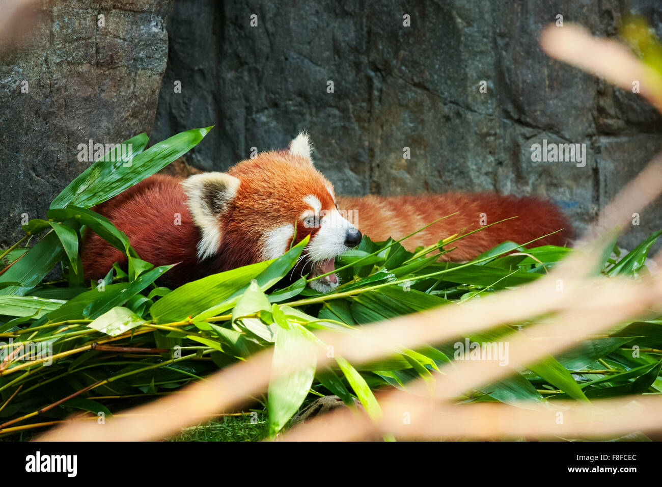 Cute red panda laying down Stock Photo - Alamy