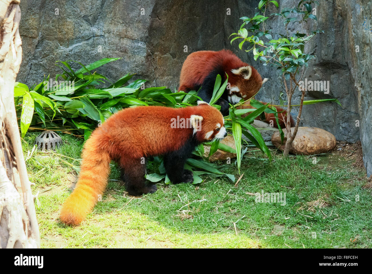 Red pandas eating bamboo hi-res stock photography and images - Alamy
