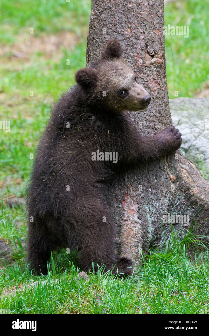 Brown bear (Ursus arctos) cub standing at base of tree and looking ...