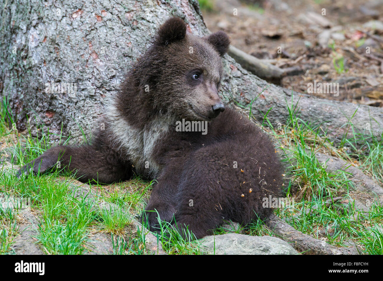 Brown bear (Ursus arctos) cub resting at base of tree and looking ...