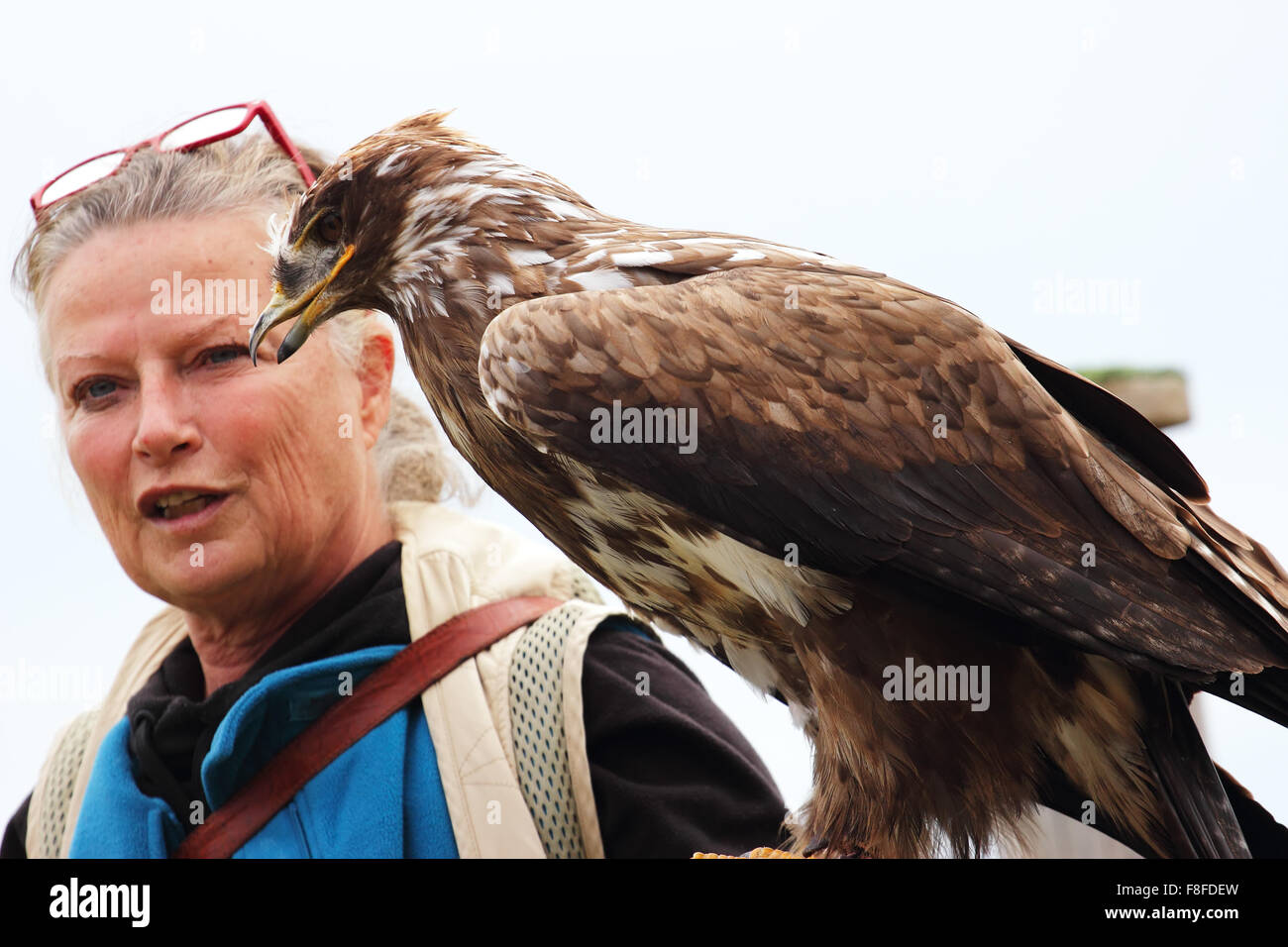 Eagle On Glove High Resolution Stock Photography and Images - Alamy