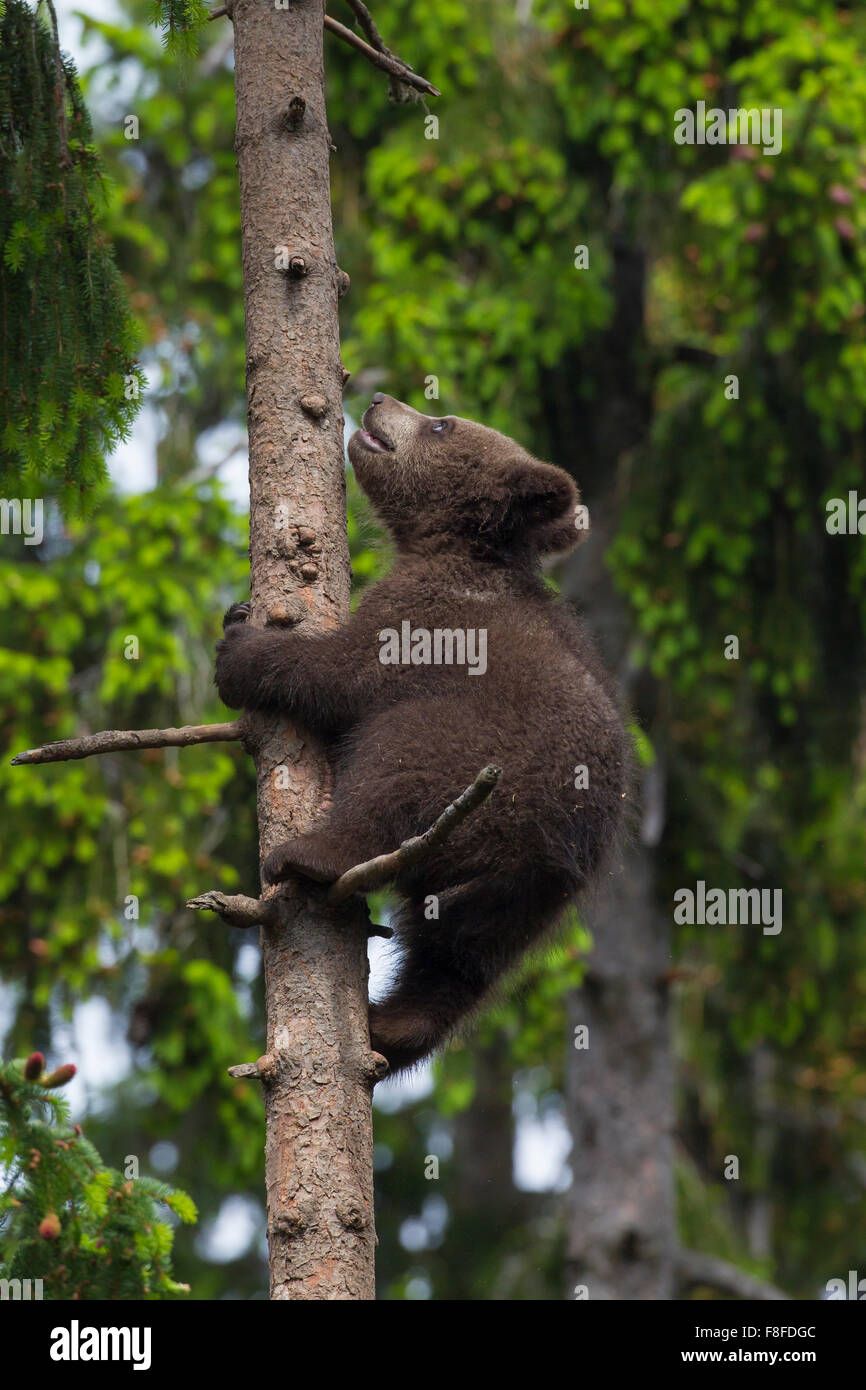 Brown bear cub climbing tree hi-res stock photography and images - Alamy